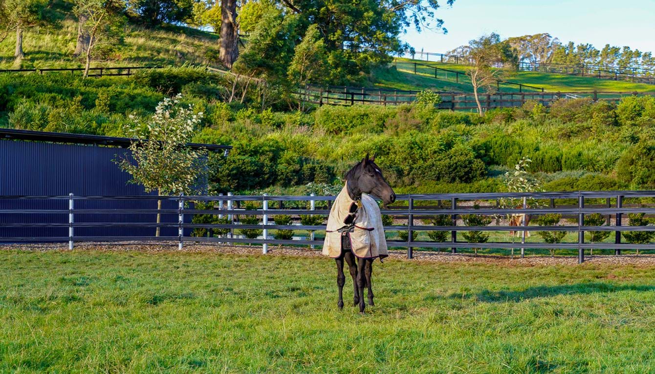 Love of the Horse Trumps All at Silverdale Farm - Silverdale Farm