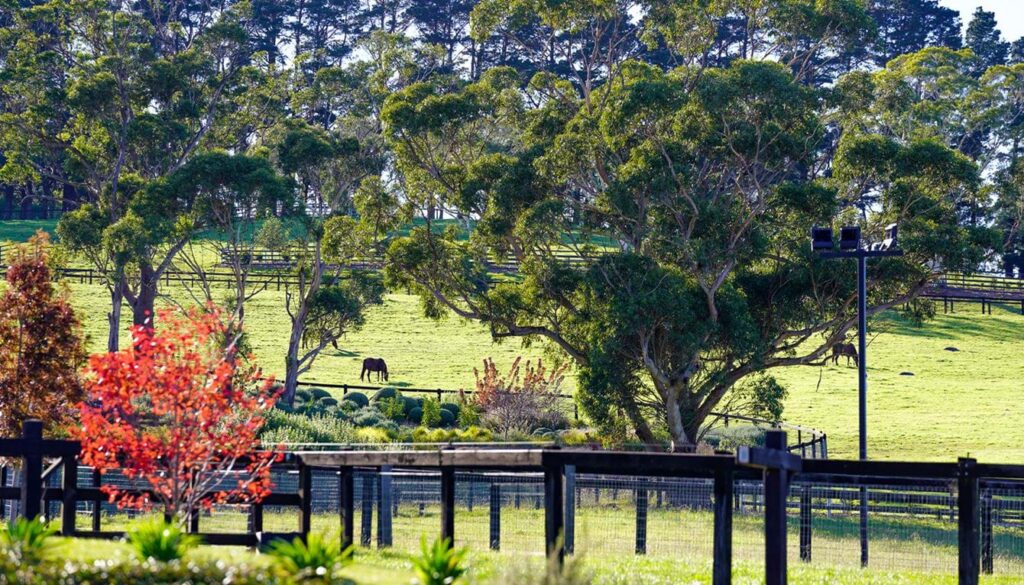 Love of the Horse Trumps All at Silverdale Farm - Silverdale Farm