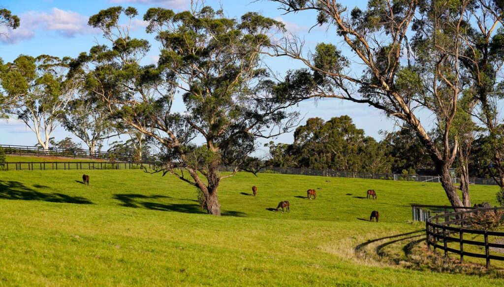 Love of the Horse Trumps All at Silverdale Farm - Silverdale Farm