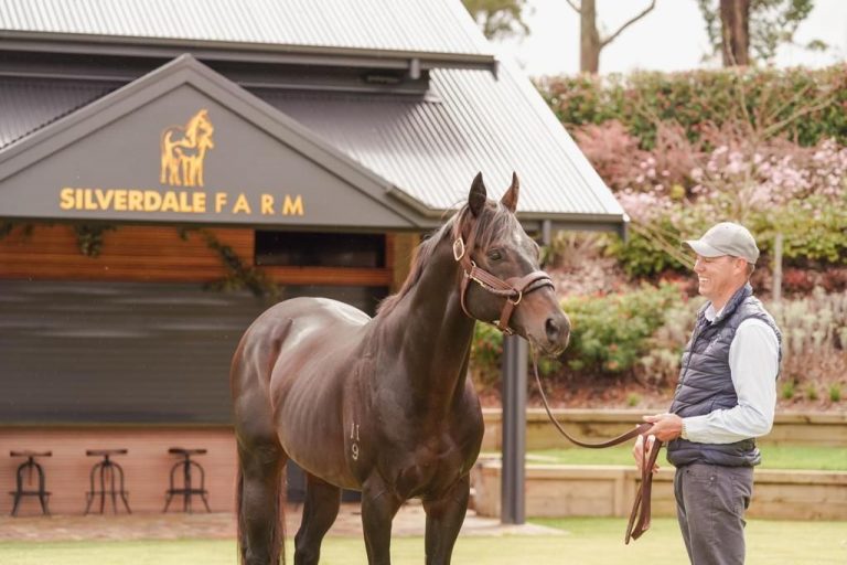 Rebel Dane to Stand at Widden Stud - Silverdale Farm
